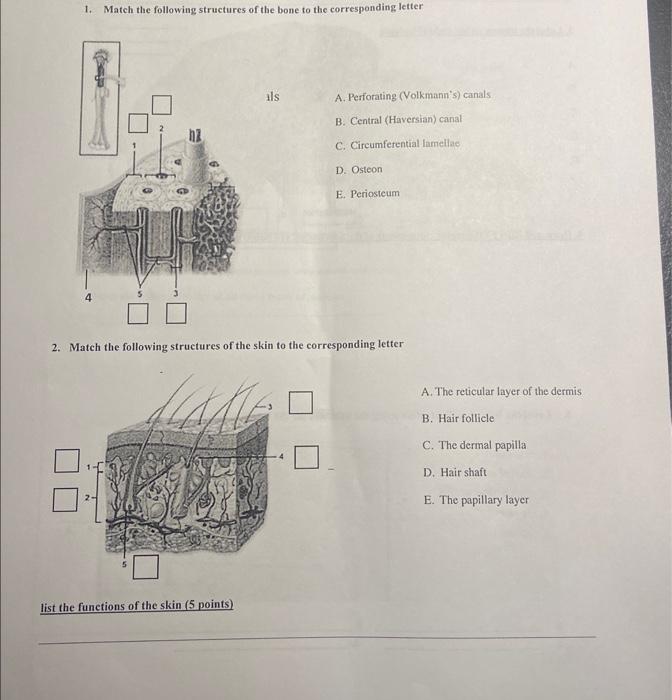 Solved 1. Match the following structures of the bone to the | Chegg.com