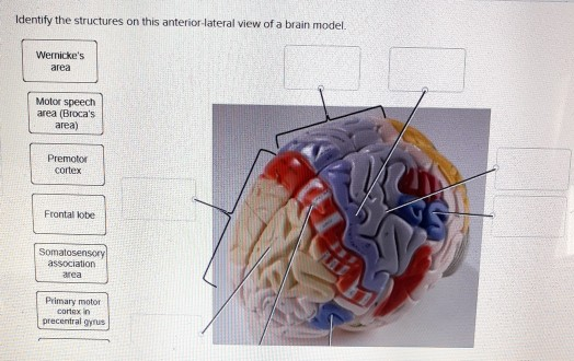 Solved Identify the structures on this anterior-lateral view | Chegg.com