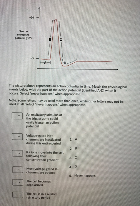 Solved +30 Neuron membrane potential (mv) B -70 The picture | Chegg.com