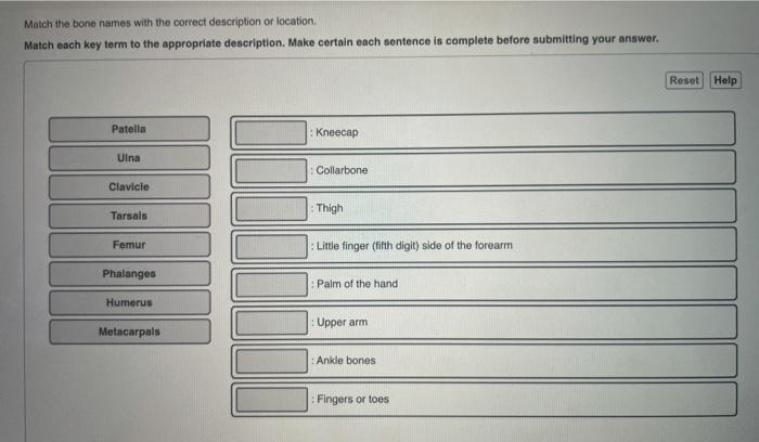 Solved Match the bone names with the correct description or | Chegg.com Solved Match the bone names with the correct description or | Chegg.com