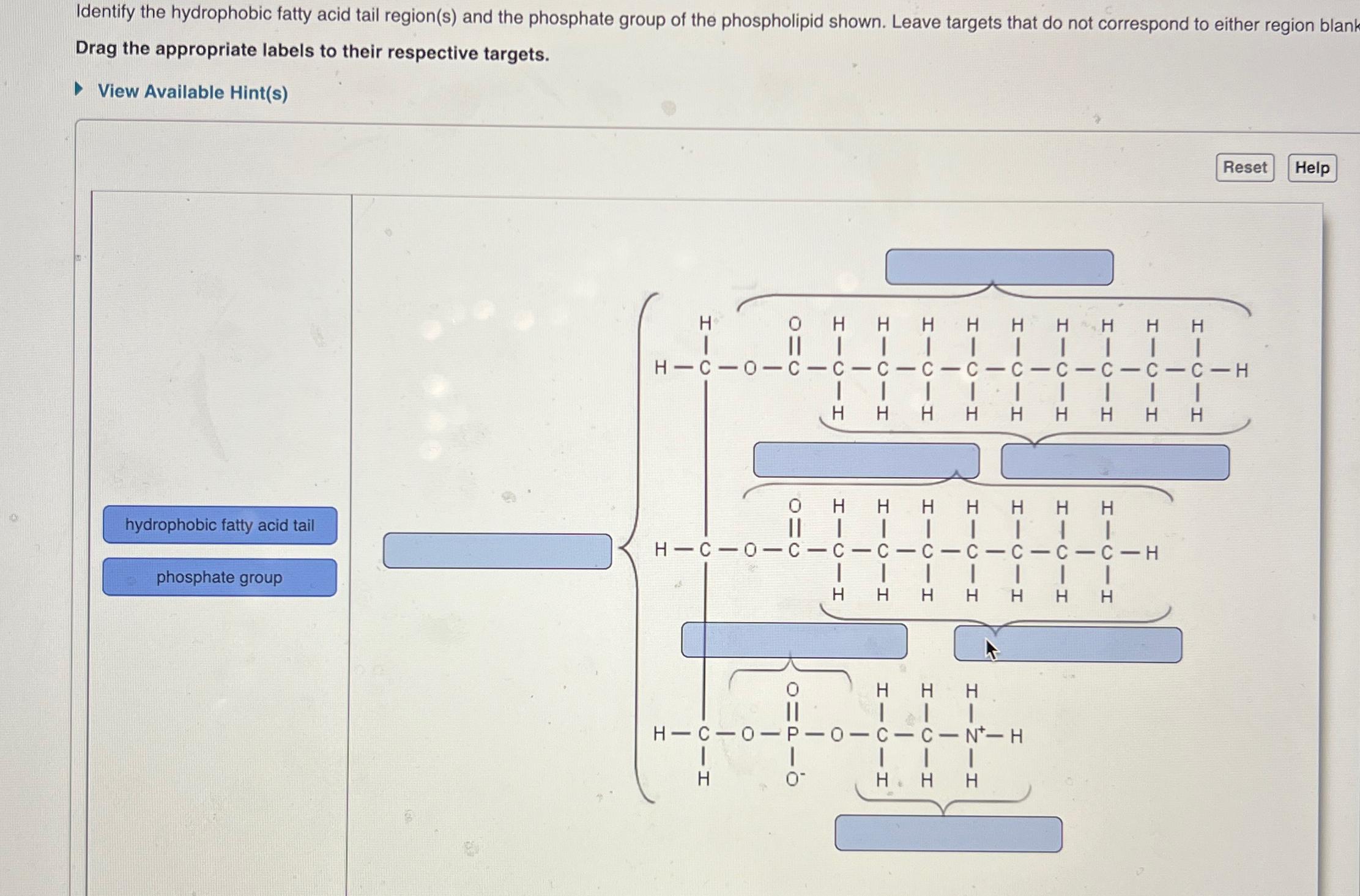 Solved Identify the hydrophobic fatty acid tail region(s) | Chegg.com