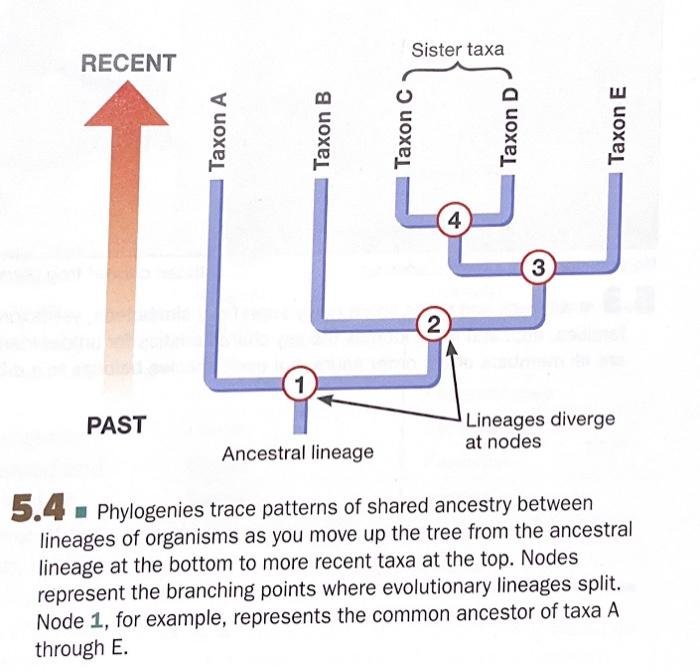 Solved Sister taxa RECENT Taxon A Taxon B Taxon C Taxon D | Chegg.com