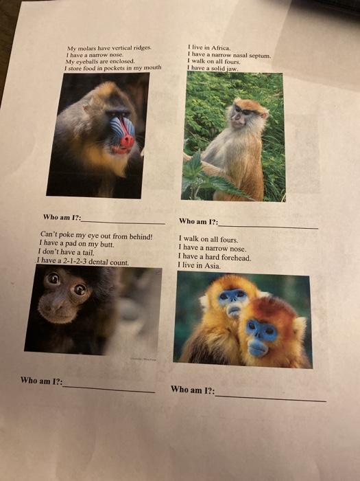 Solved PRIMATES: WHO AM I? Use your primate chart to | Chegg.com