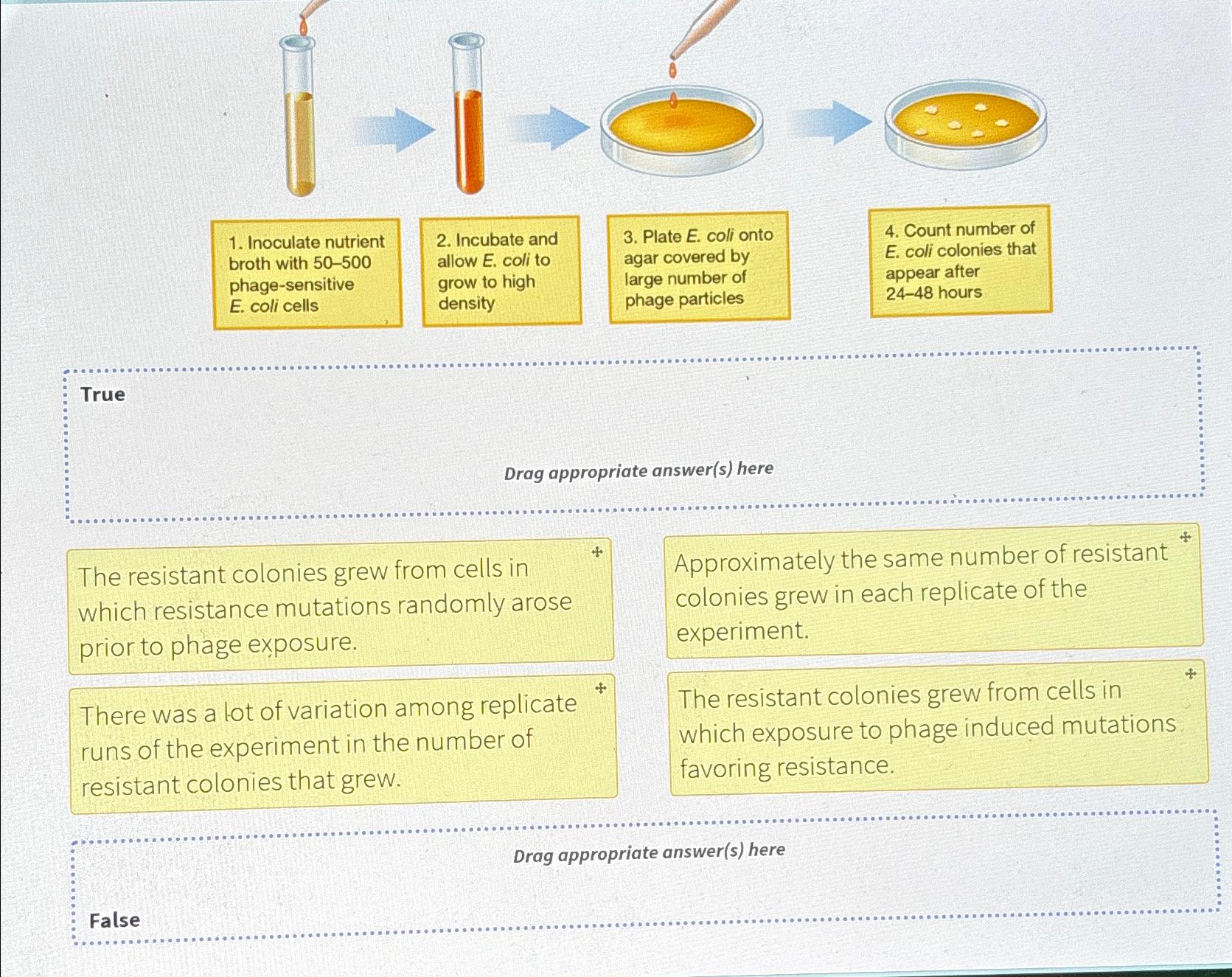 Solved Inoculate nutrient broth with 50-500 ﻿phage-sensitive | Chegg.com