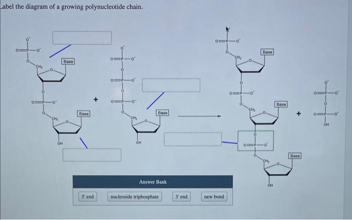 Solved abel the diagram of a growing polynucleotide | Chegg.com