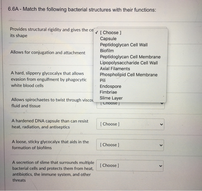 Solved 6.6A - Match the following bacterial structures with | Chegg.com