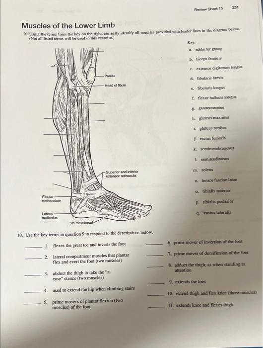 Solved Muscles of the Lower Limb 9. Using the terms from the | Chegg.com