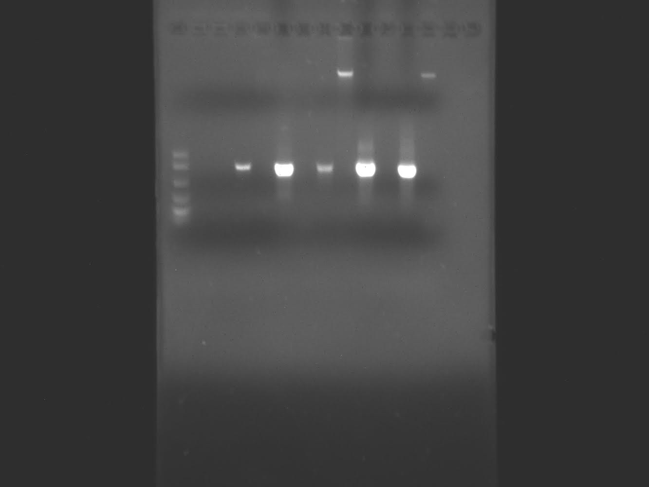Solved How do I annotate this gel result image to show well | Chegg.com