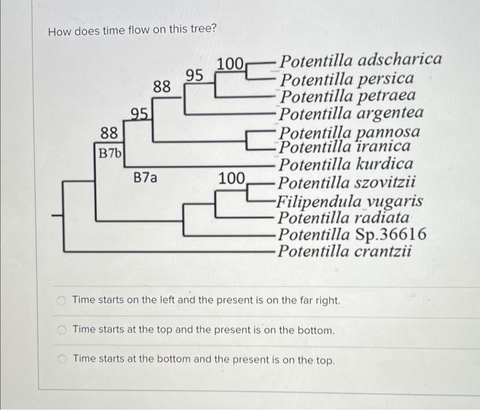 Solved How does time flow on this tree? Time starts on the | Chegg.com