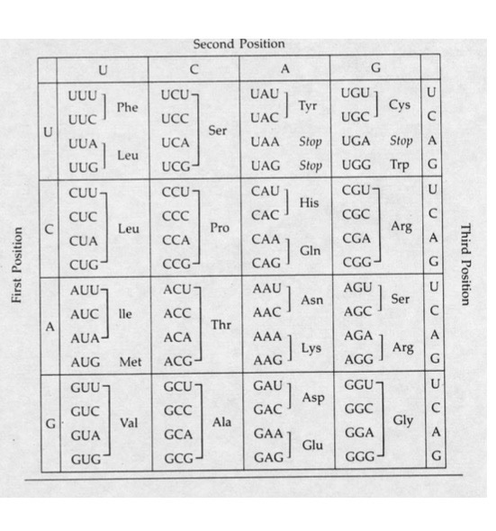 Solved 3. (6 pts) For a breeding experiment you cross true | Chegg.com
