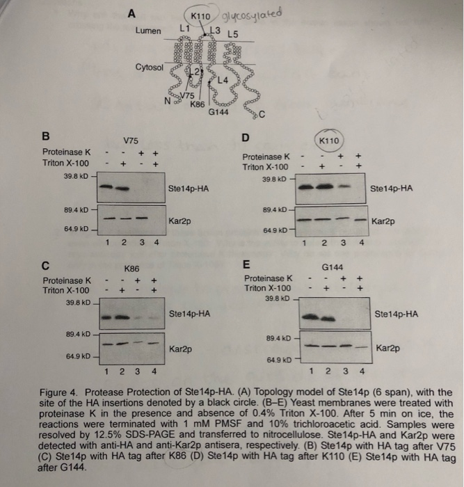 Solved 6. Figure 5 shows another protease protection assay, | Chegg.com