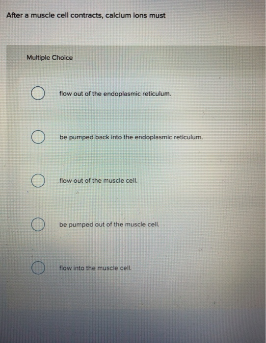 Solved After a muscle cell contracts, calcium ions must | Chegg.com