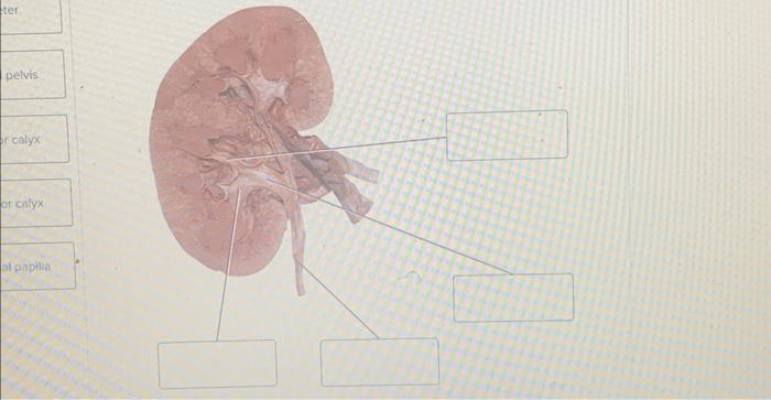 Solved label this diagram | Chegg.com