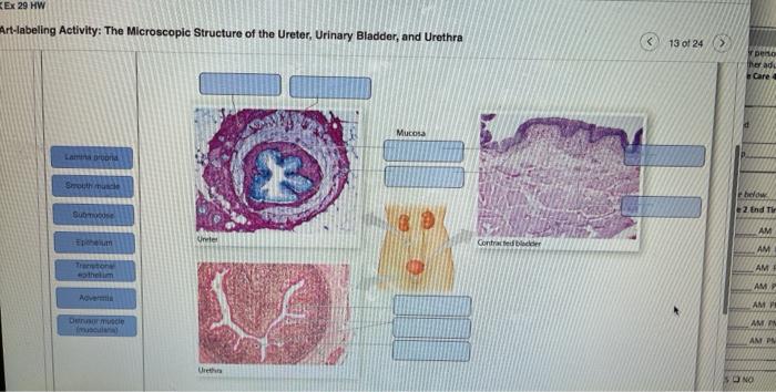 Solved Ex 29 HW Art-labeling Activity: The Microscopic | Chegg.com