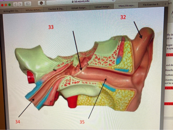 Solved REAL ANATOMY CD 24 REAL ANATOMY CD 25 REAL | Chegg.com