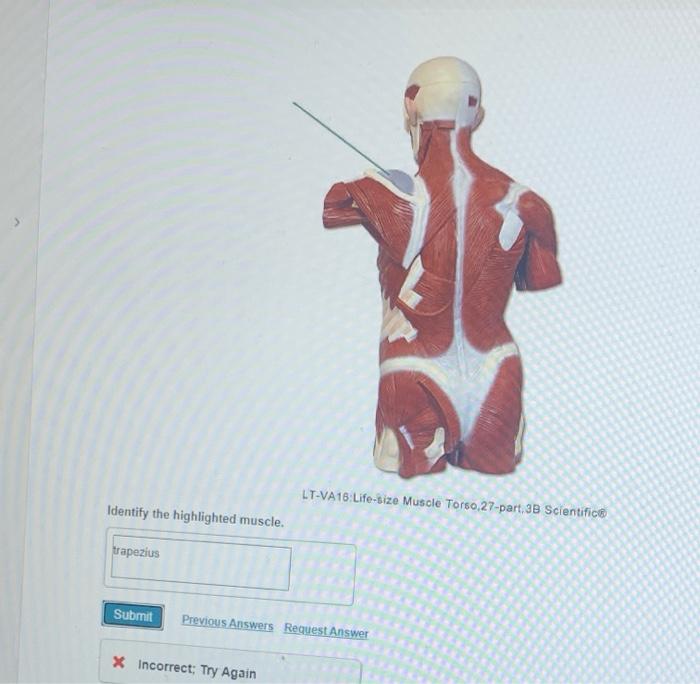 Solved LT-VA 16:Life-size Muscle Tors0,27-part, 3B | Chegg.com
