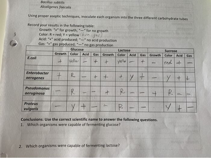 Solved Bacillus subtilis Alcaligenes faecalis Using proper | Chegg.com