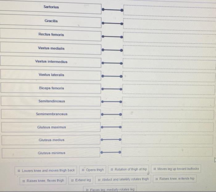 [Solved]: Sartorius Gracilis Rectus femoris Vastus medialis