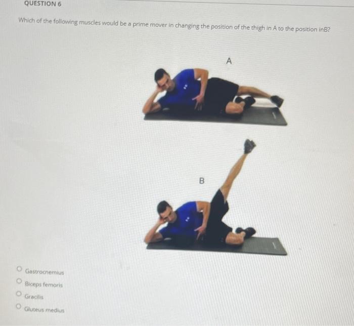 Solved Which of the following muscles would be a prime mover | Chegg.com