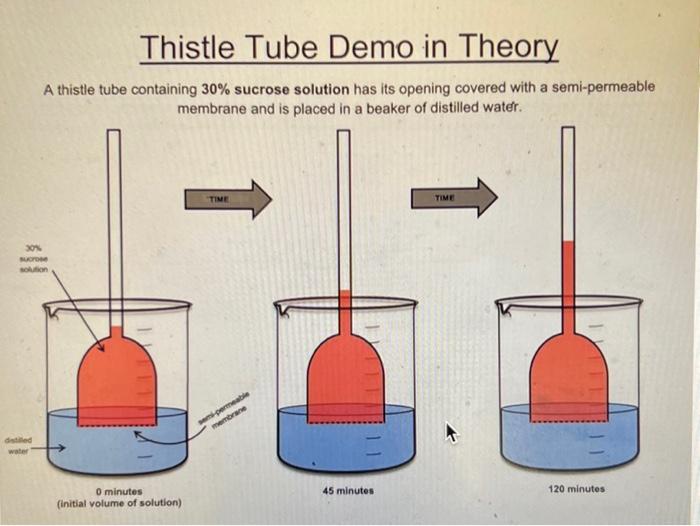 Solved Thistle tubes, dialysis tubing, beakers, ring stands | Chegg.com