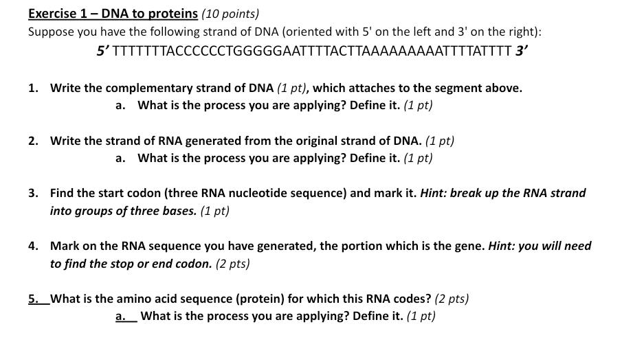 Solved Exercise 1 - ﻿DNA to proteins (10 ﻿points)Suppose you | Chegg.com
