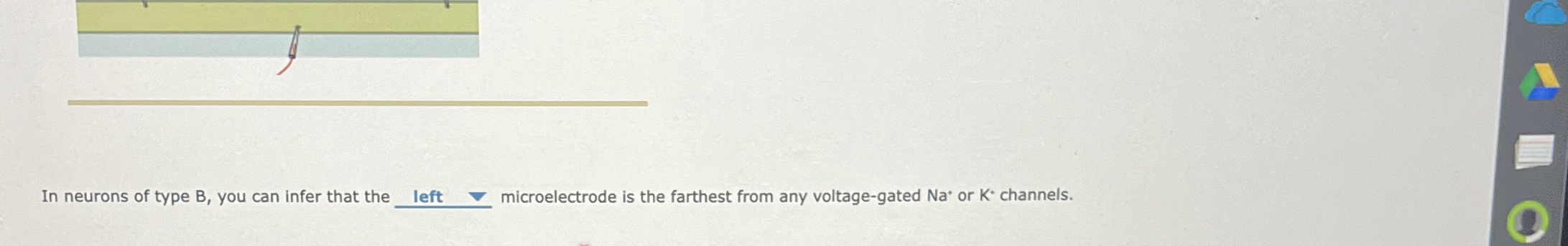 Solved In neurons of type B, ﻿you can infer that the ... | Chegg.com