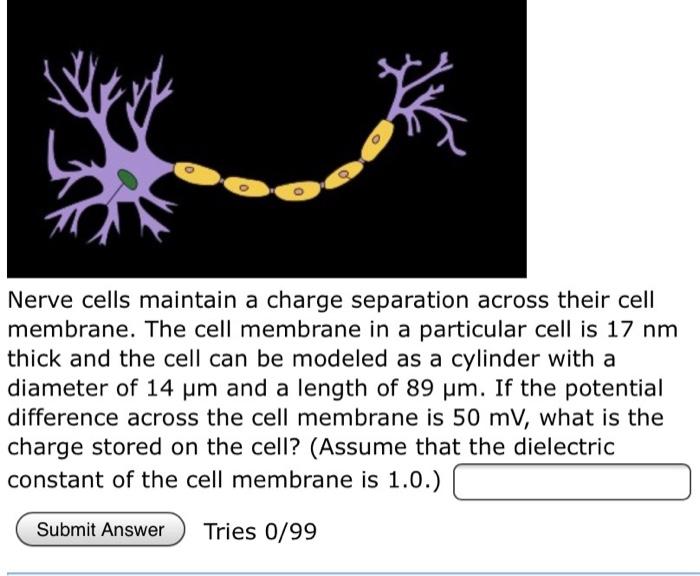 Solved Nerve cells maintain a charge separation across their | Chegg.com
