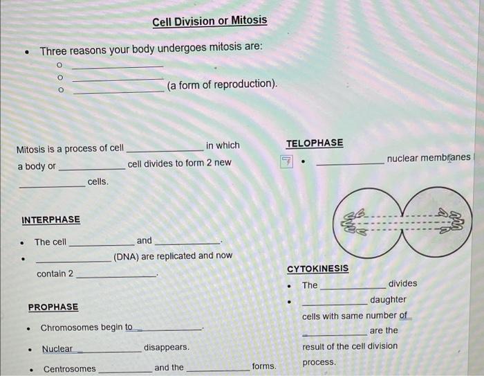 Solved Cell Division or Mitosis Three reasons your body | Chegg.com