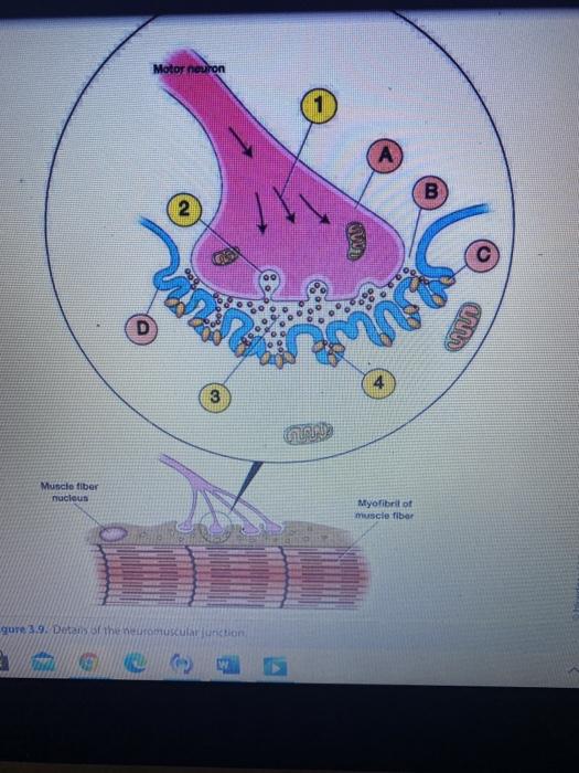 Solved An autoimmune disease occurs when antibodies produced | Chegg.com