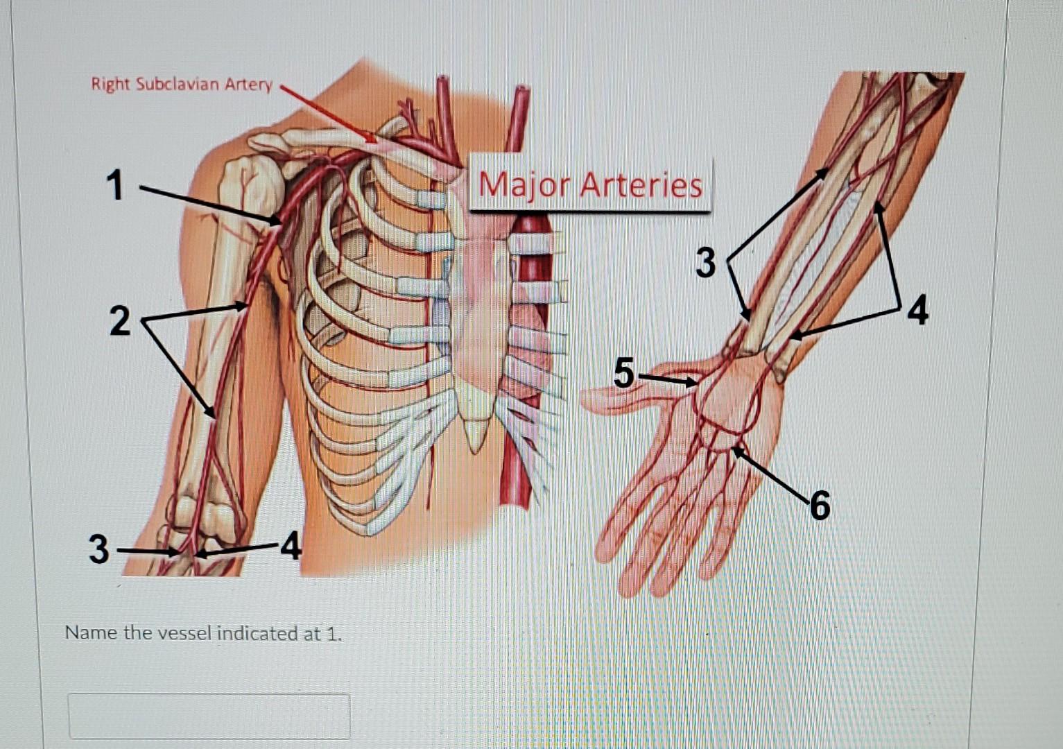 Solved Name the vessel indicated at 3 . Name the vessel | Chegg.com