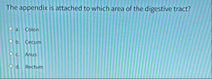 The appendix is attached to which area of the | Chegg.com