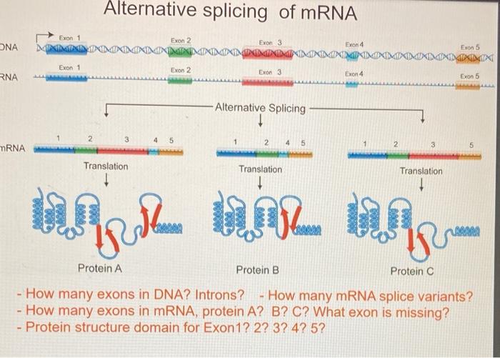 Alternative splicing of mRNA - How many exons in | Chegg.com