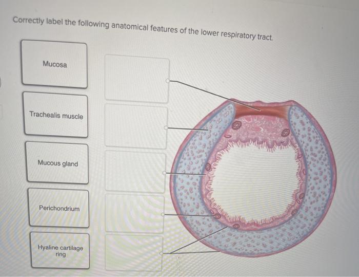Solved Correctly label the following anatomical features of | Chegg.com