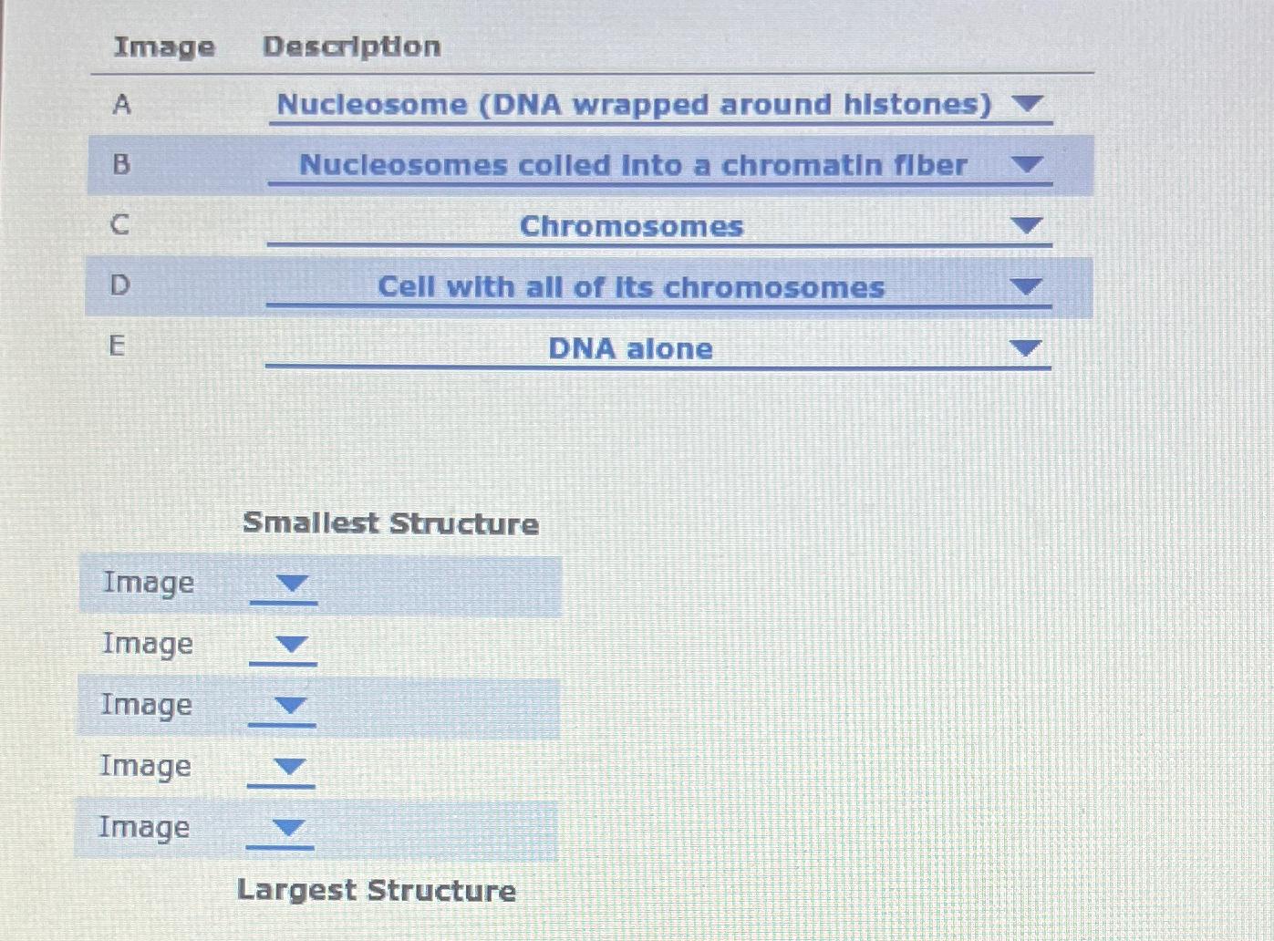 Solved Image DescriptionA Nucleosome (DNA wrapped around | Chegg.com