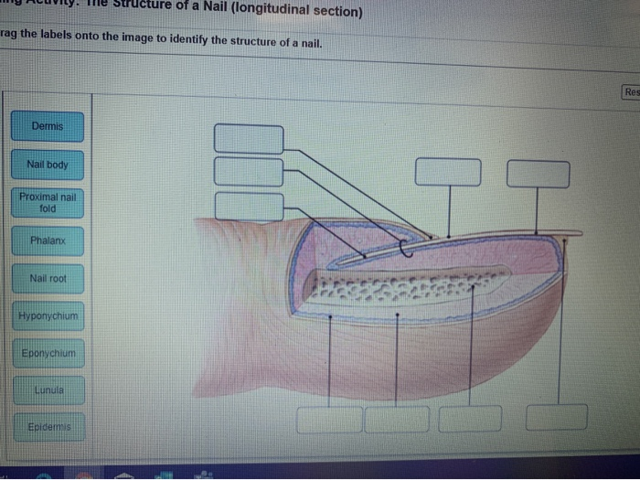 Solved my -CUVILY. He Structure of a Nail (longitudinal | Chegg.com