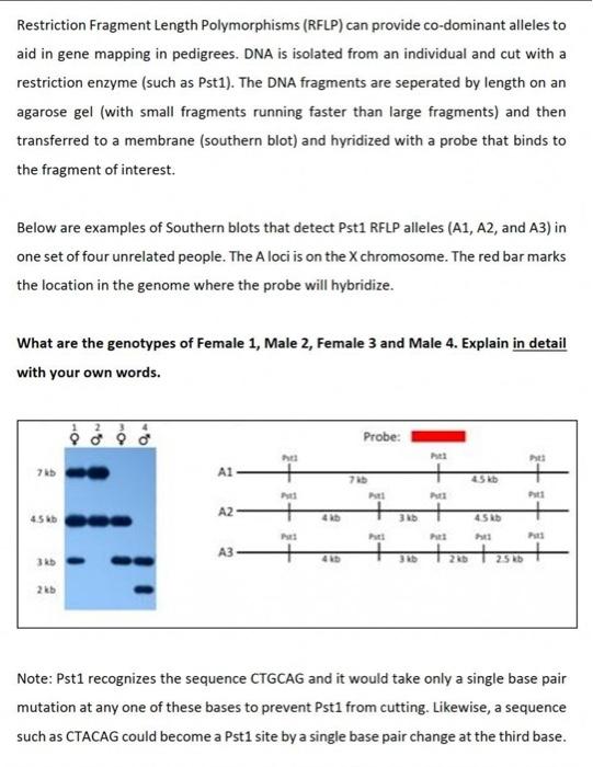 Solved Restriction Fragment Length Polymorphisms (RFLP) can | Chegg.com