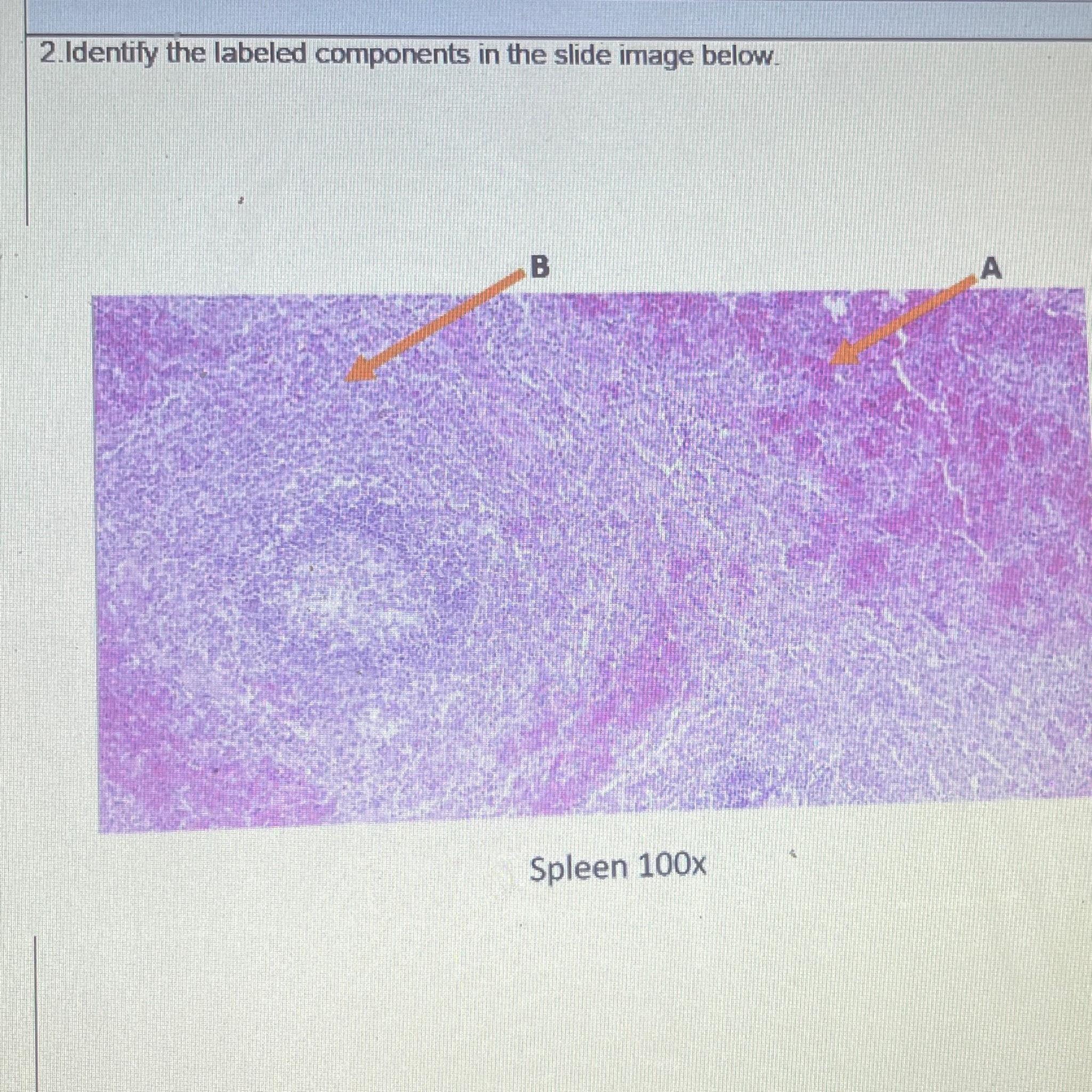 Solved 2.Identify the labeled components in the slide image | Chegg.com