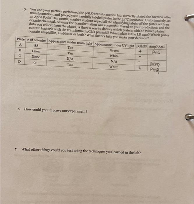 Solved 5. You and your partner performed the PGLO | Chegg.com
