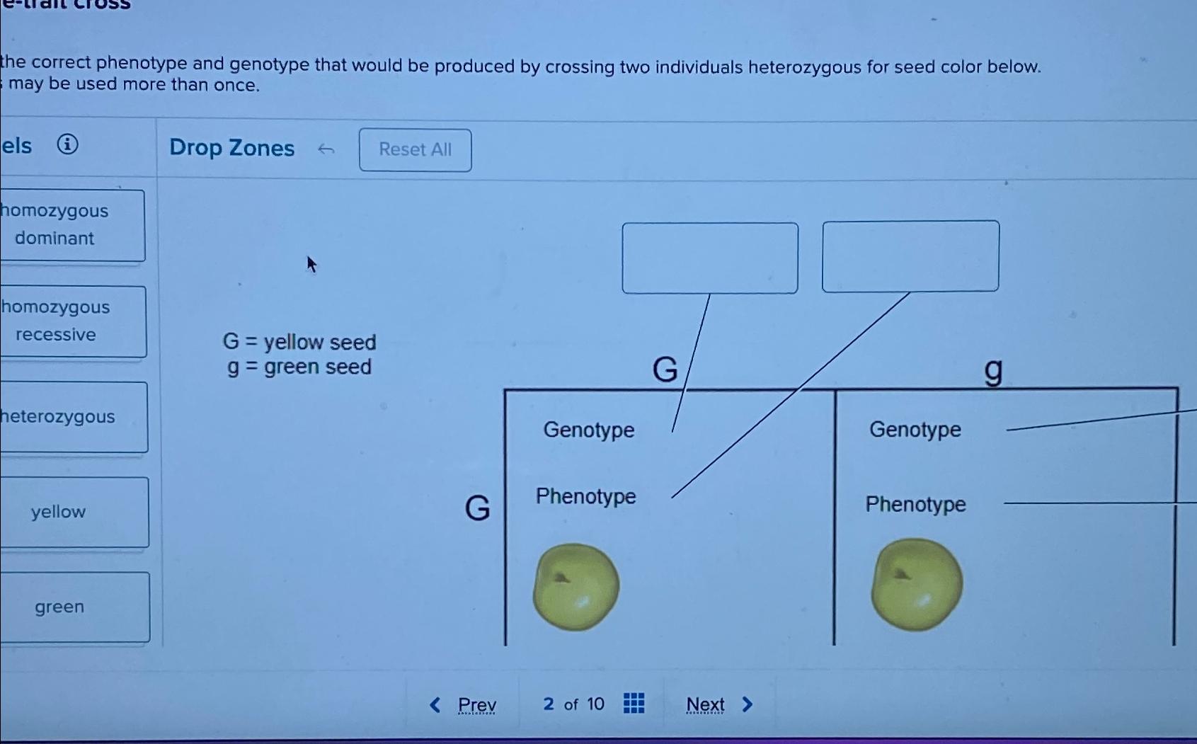 Solved the correct phenotype and genotype that would be | Chegg.com