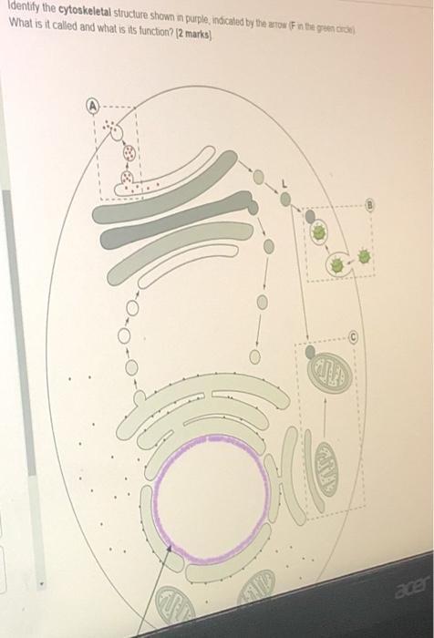 Solved Identity the cytoskeletal structure shown in purple, | Chegg.com