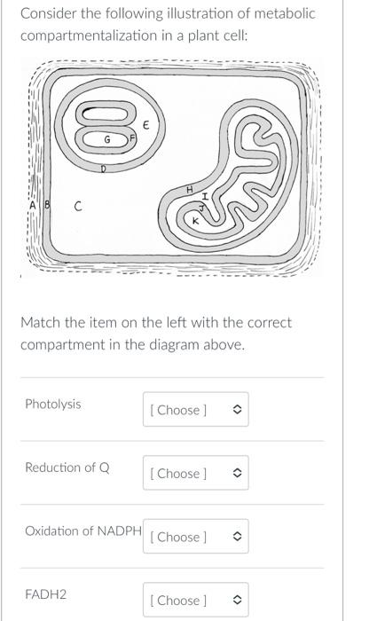 Solved Consider the following illustration of metabolic | Chegg.com
