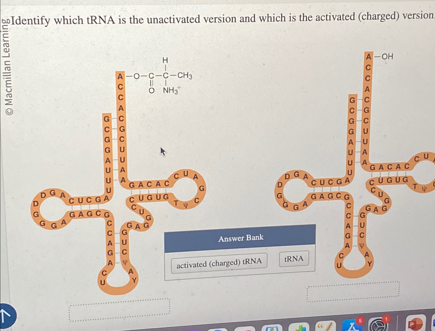 Solved woIdentify which tRNA is the unactivated version and | Chegg.com