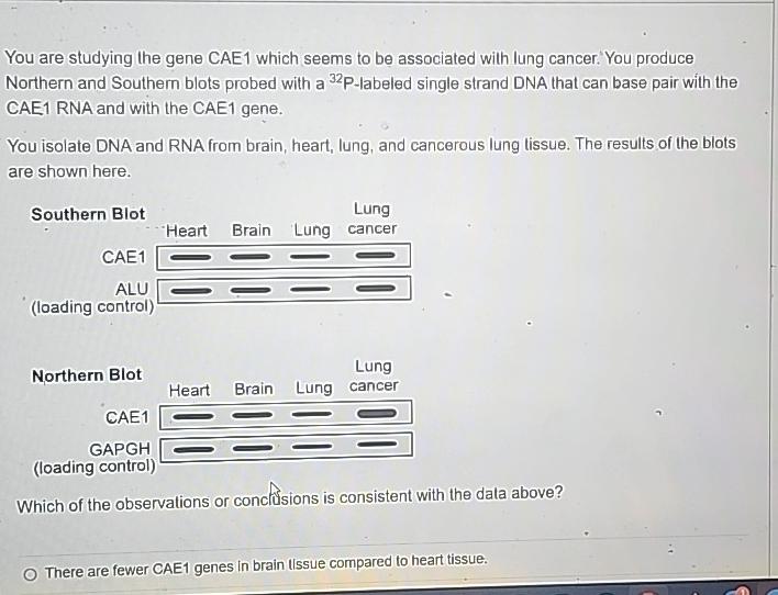 Solved You are studying the gene CAE1 ﻿which seems to be | Chegg.com