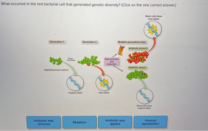 Solved What occurred in the red bacterial cell that | Chegg.com