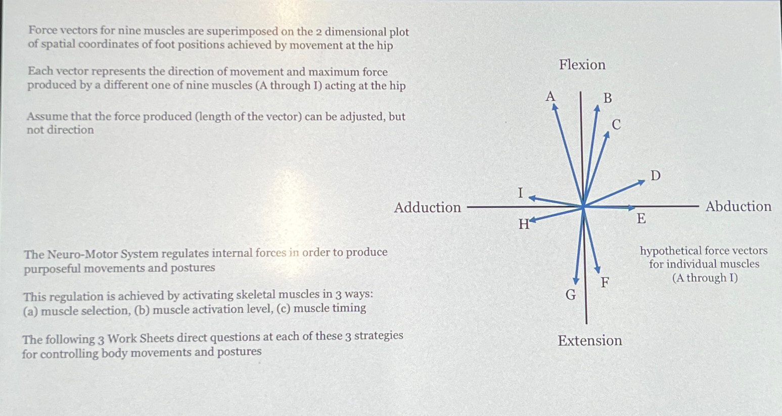 Solved Force vectors for nine muscles are superimposed on | Chegg.com
