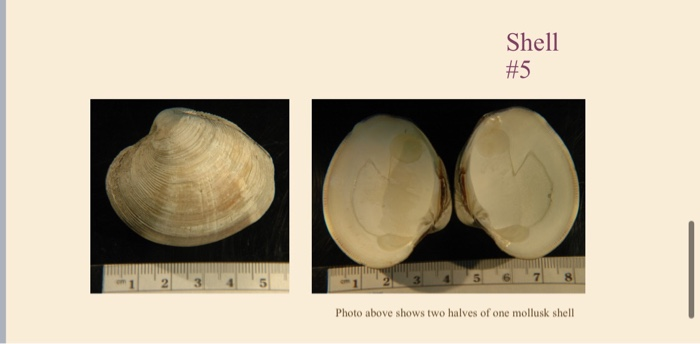 Solved Shell #5 Photo above shows two halves of one mollusk | Chegg.com