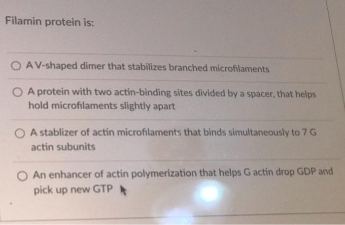 Solved Filamin protein is: O AV-shaped dimer that stabilizes | Chegg.com