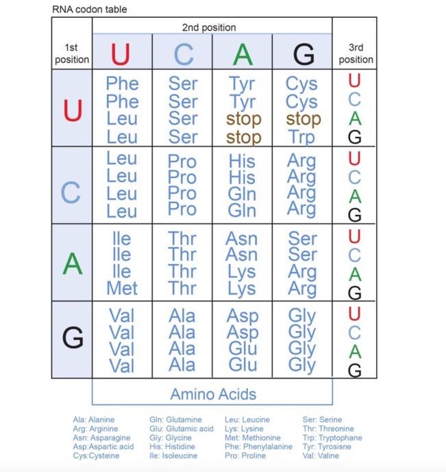 Solved The following DNA sequence is a fragment from the | Chegg.com