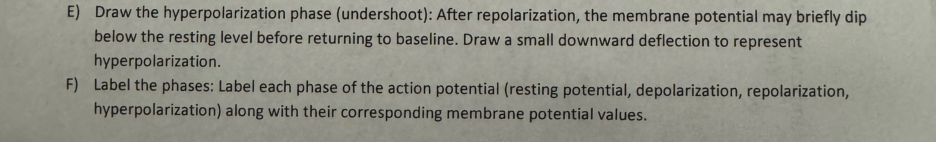 Solved E) ﻿Draw the hyperpolarization phase (undershoot): | Chegg.com