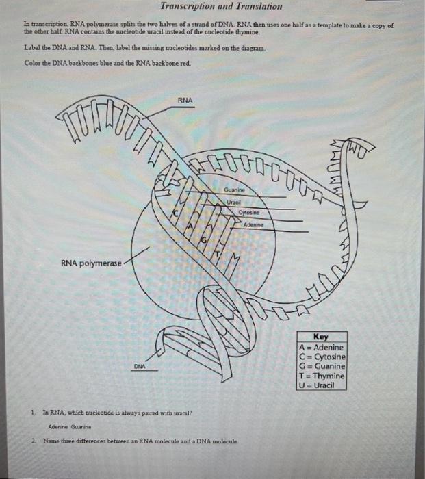 Solved Transcription and Translation In transcription, RNA | Chegg.com